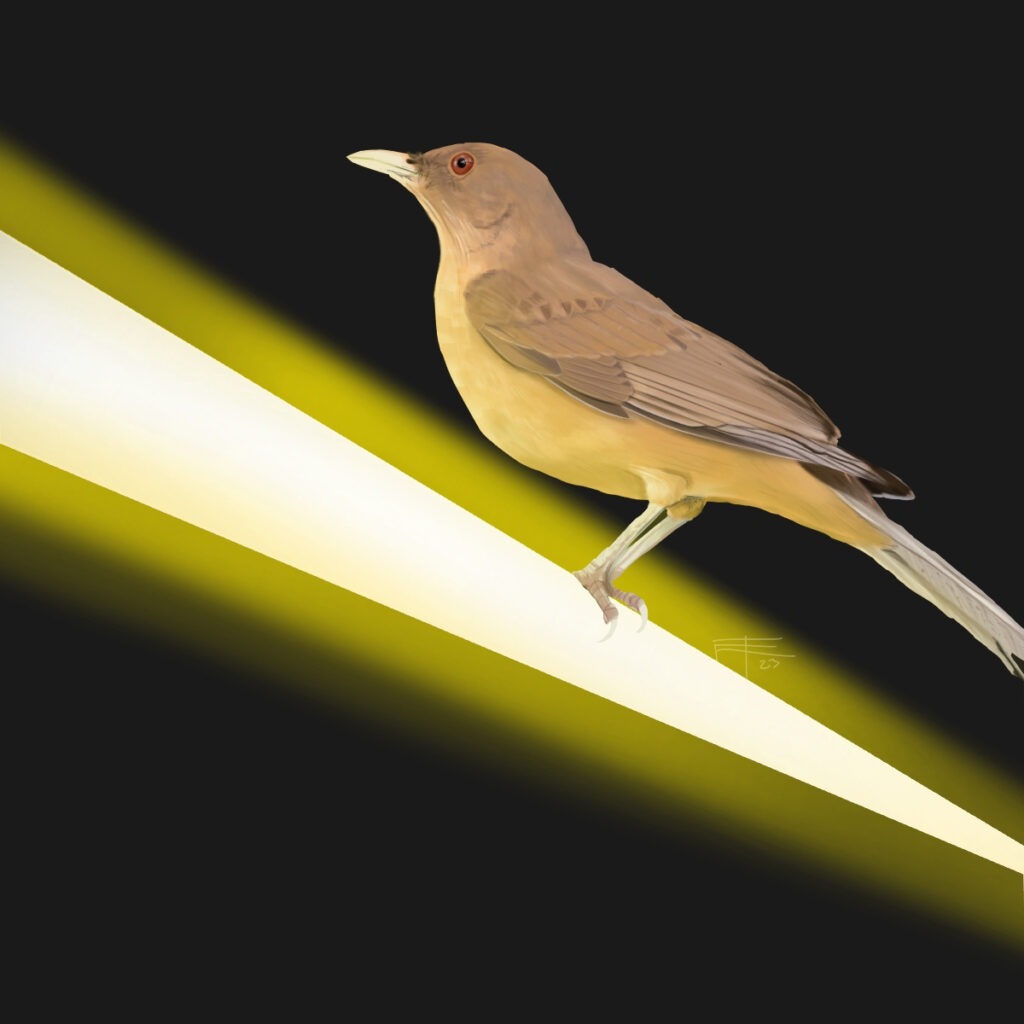 Common Birds in Antigua Guatemala - Qué Pasa Magazine