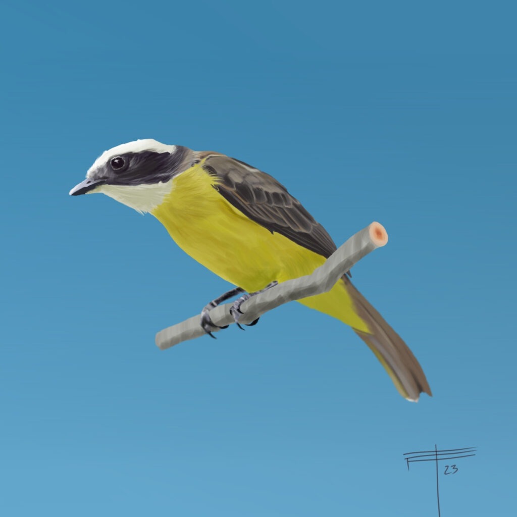 Common Birds in Antigua Guatemala - Qué Pasa Magazine