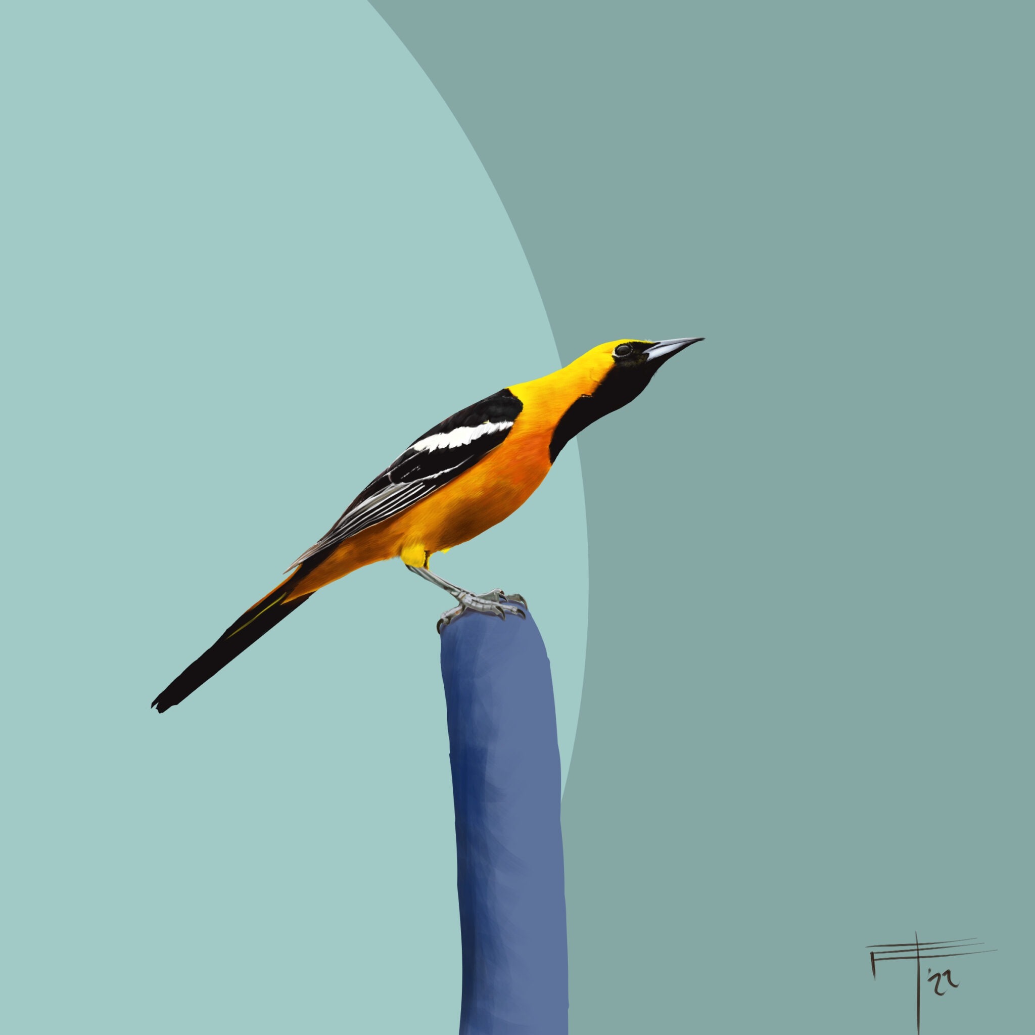 Common Birds in Antigua Guatemala - Qué Pasa Magazine