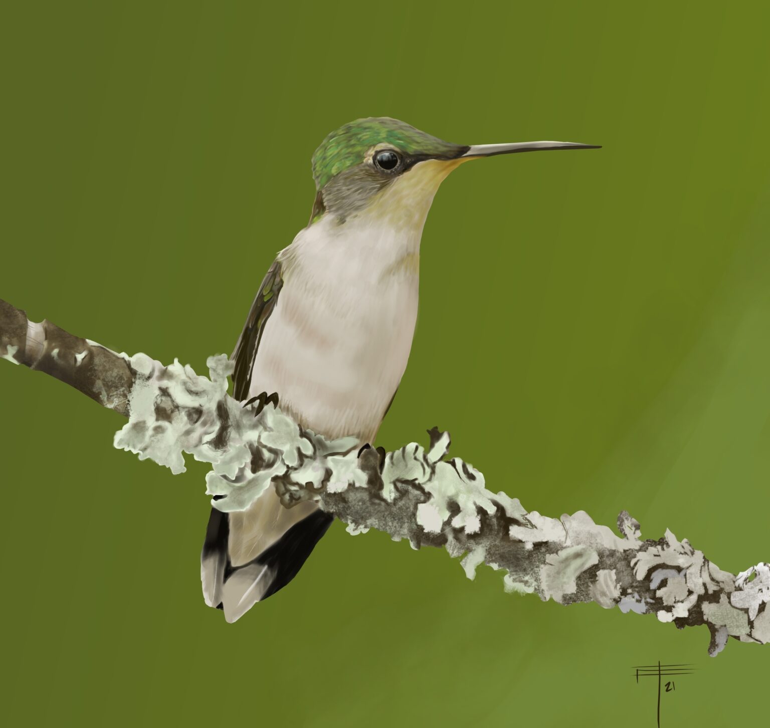Common Birds in Antigua Guatemala - Qué Pasa Magazine